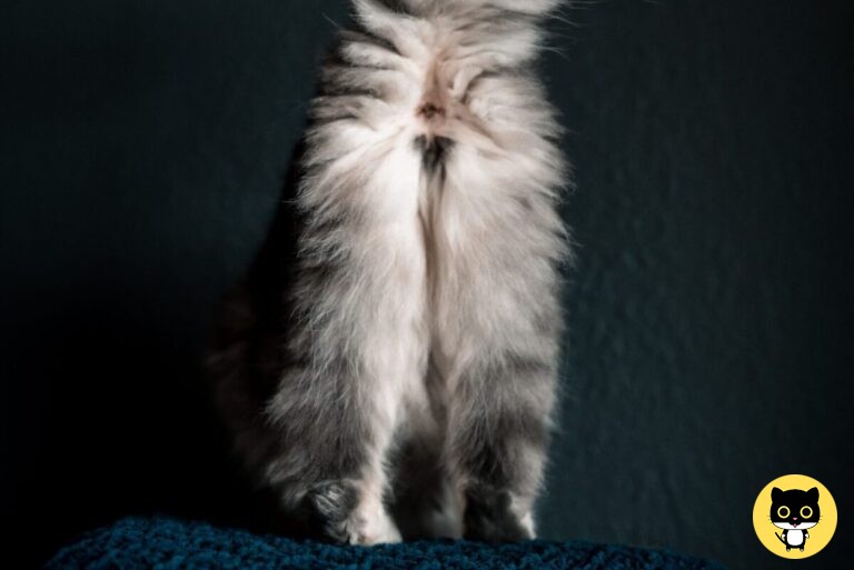 Do cats Fart? - Feed Stray Cats