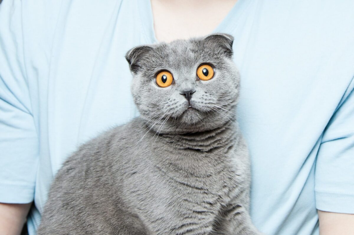 7 Reasons NOT to get a Cat - Feed Stray Cats