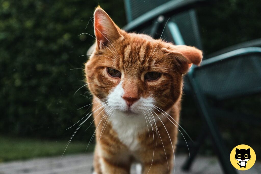 How Cat Years Work? - Feed Stray Cats