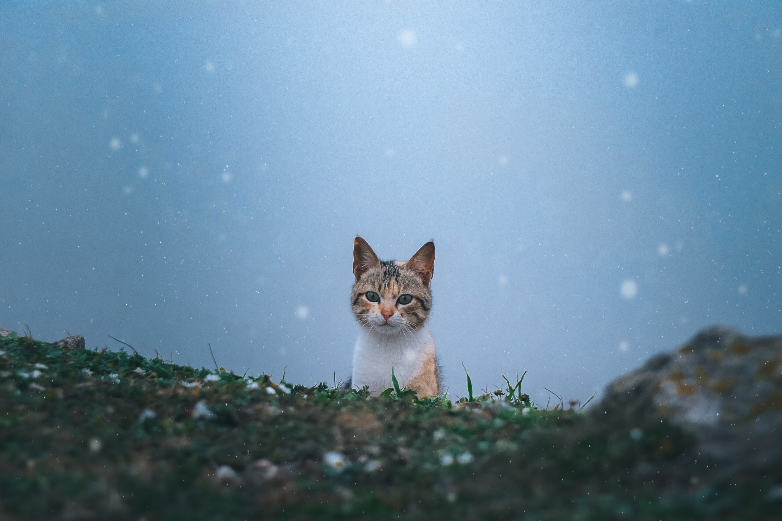 Missing Cat - Feed Stray Cats