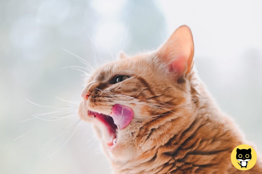 Learn About Cats and Stray Cats - Feed Stray Cats