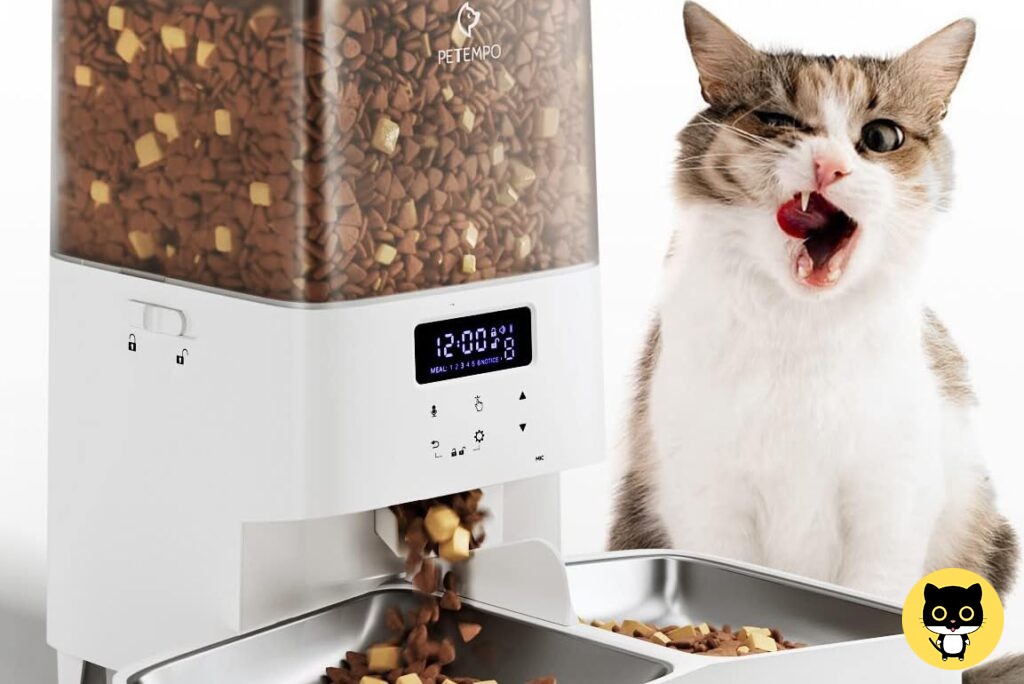 Choosing an Automatic cat Feeder - Feed Stray Cats