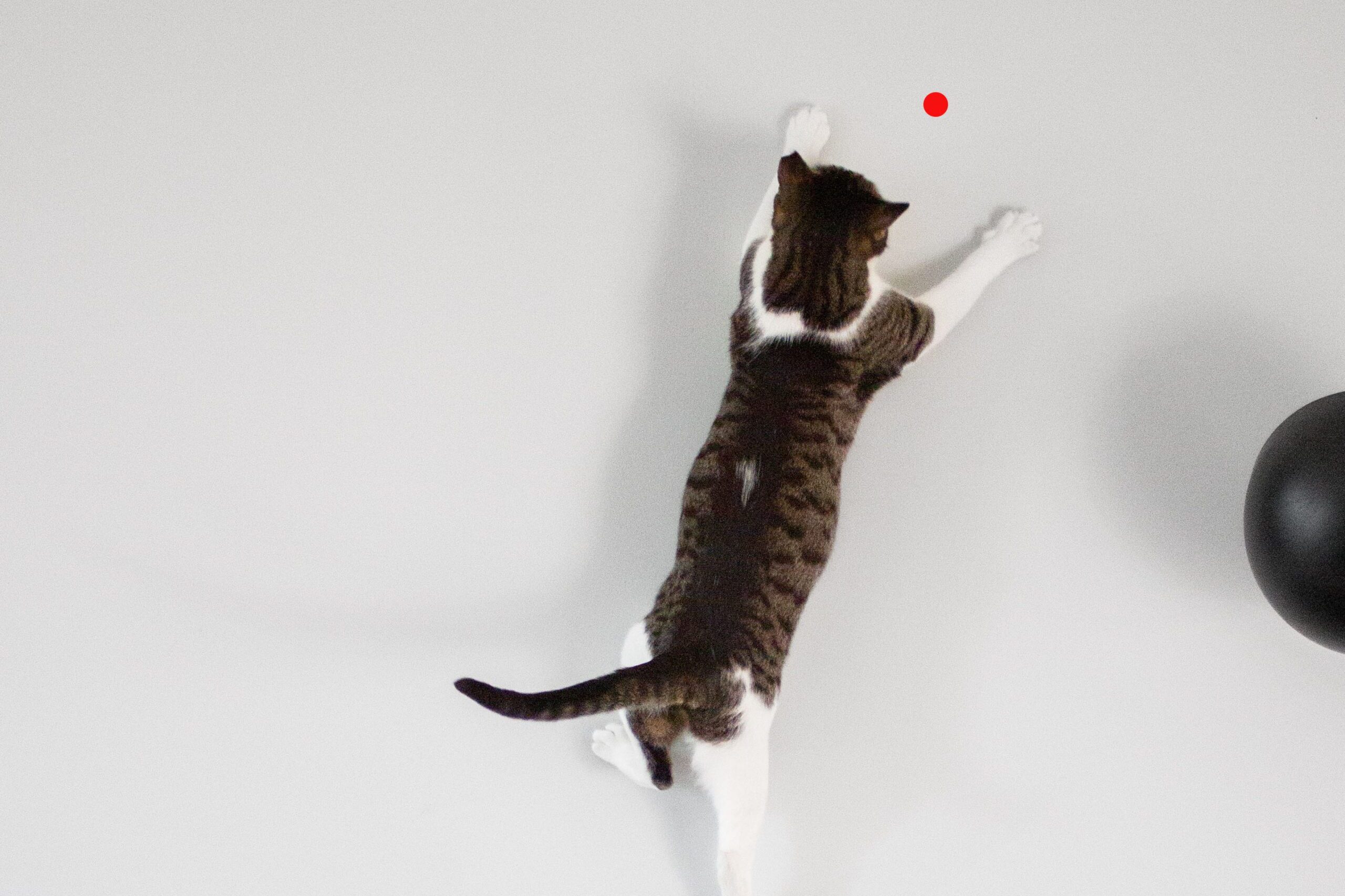Laser for Cat - Feed Stray Cats