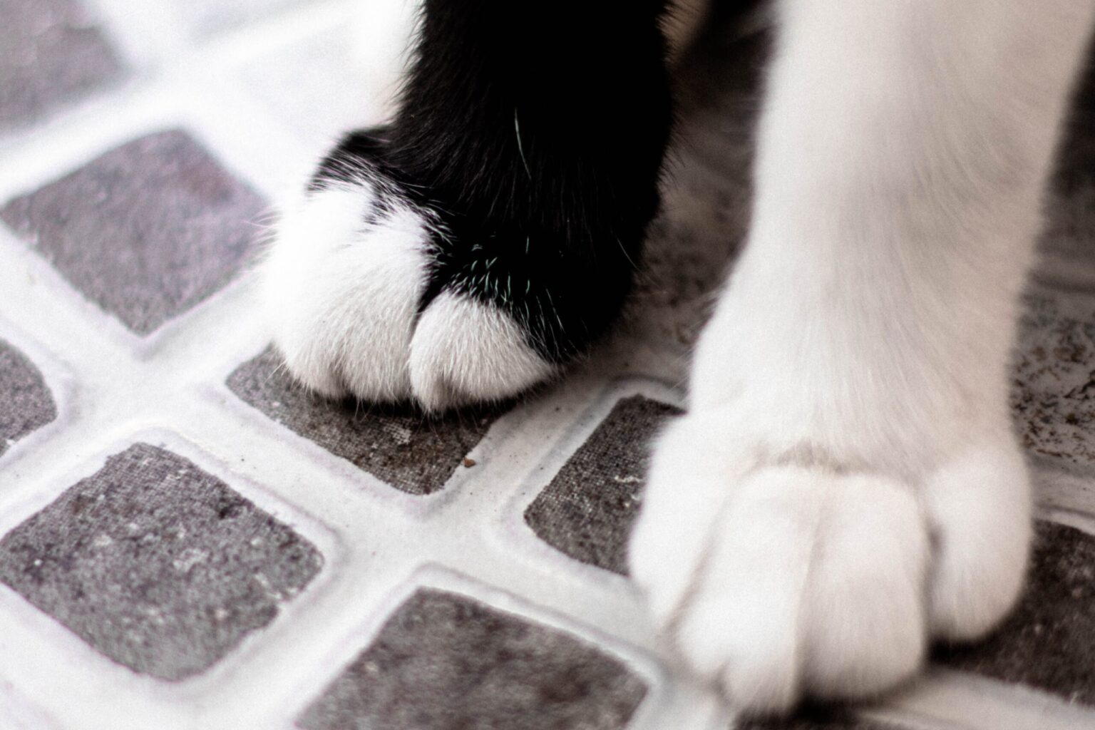 Cat Paws - Feed Stray Cats