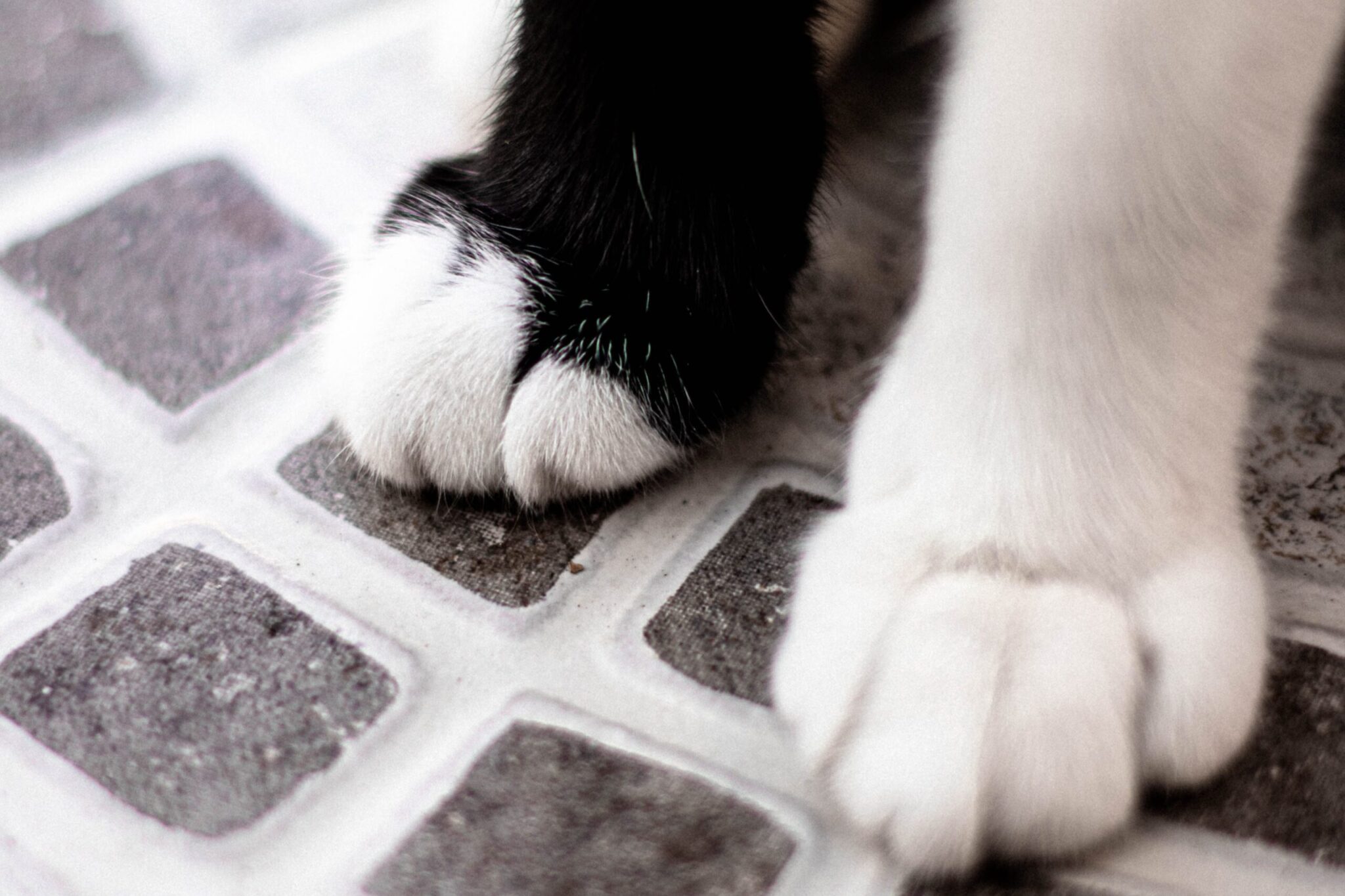 Cat Paws - Feed Stray Cats