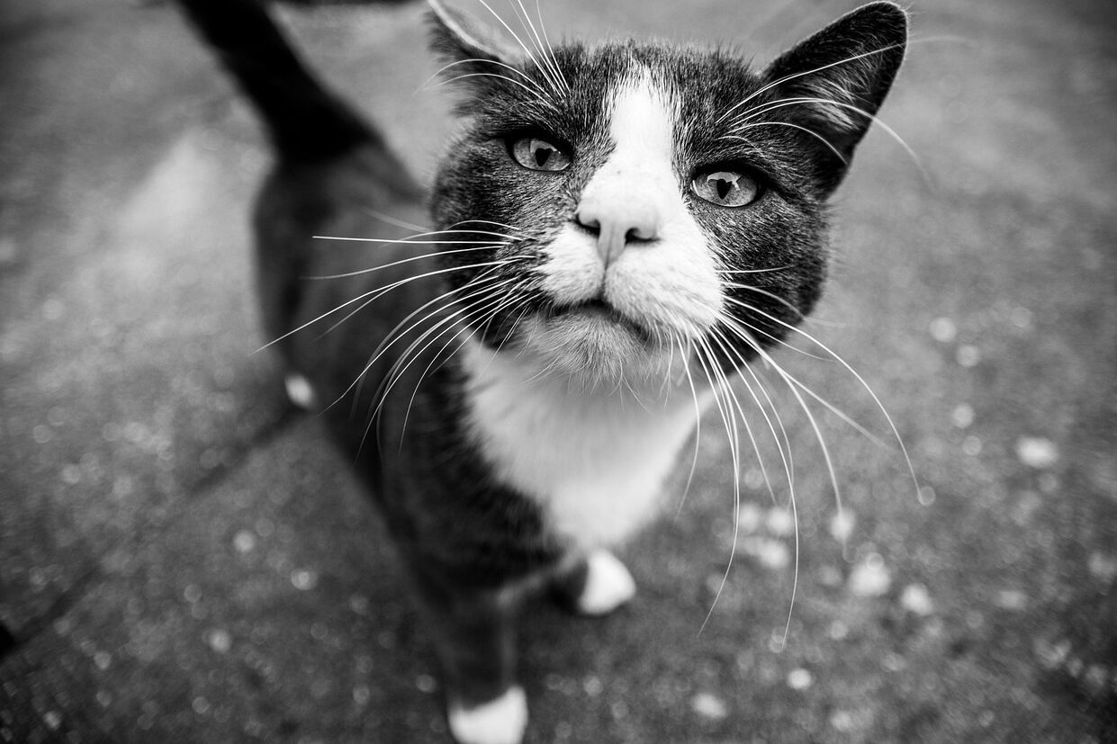 Cool Cat Names Feed Stray Cats Cool Cat Names Feed Stray Cats