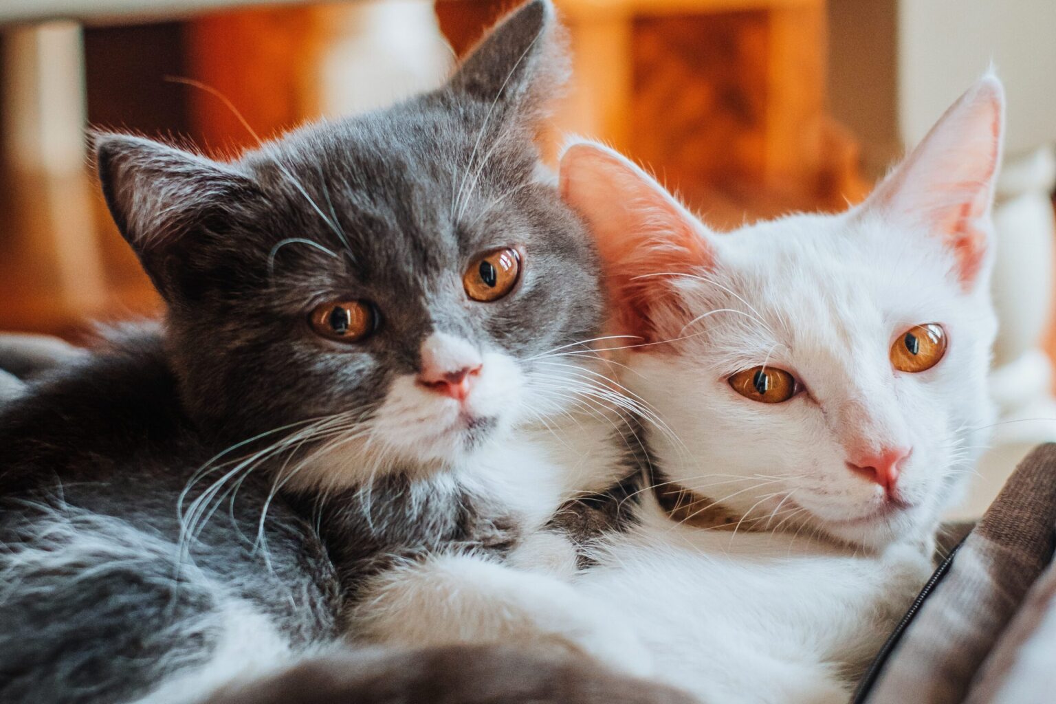 Feline Synonym - Feed Stray Cats