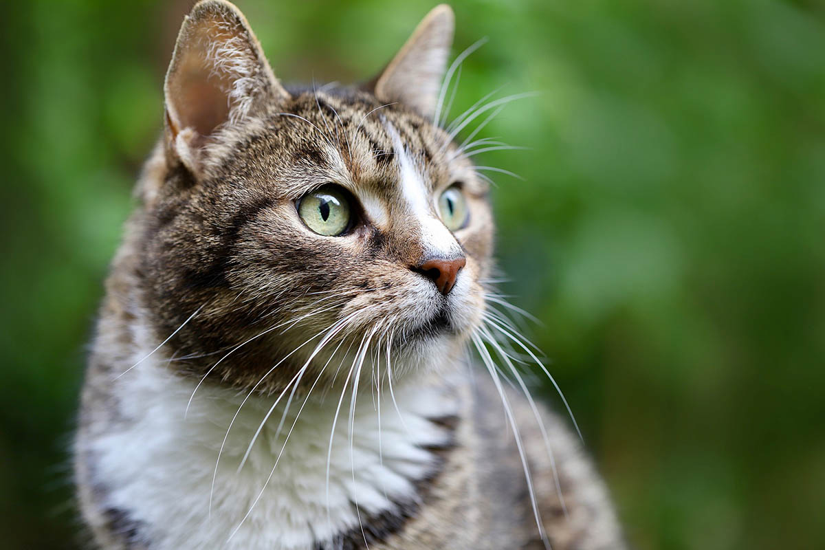 European Shorthair cat breed - Feed Stray Cats
