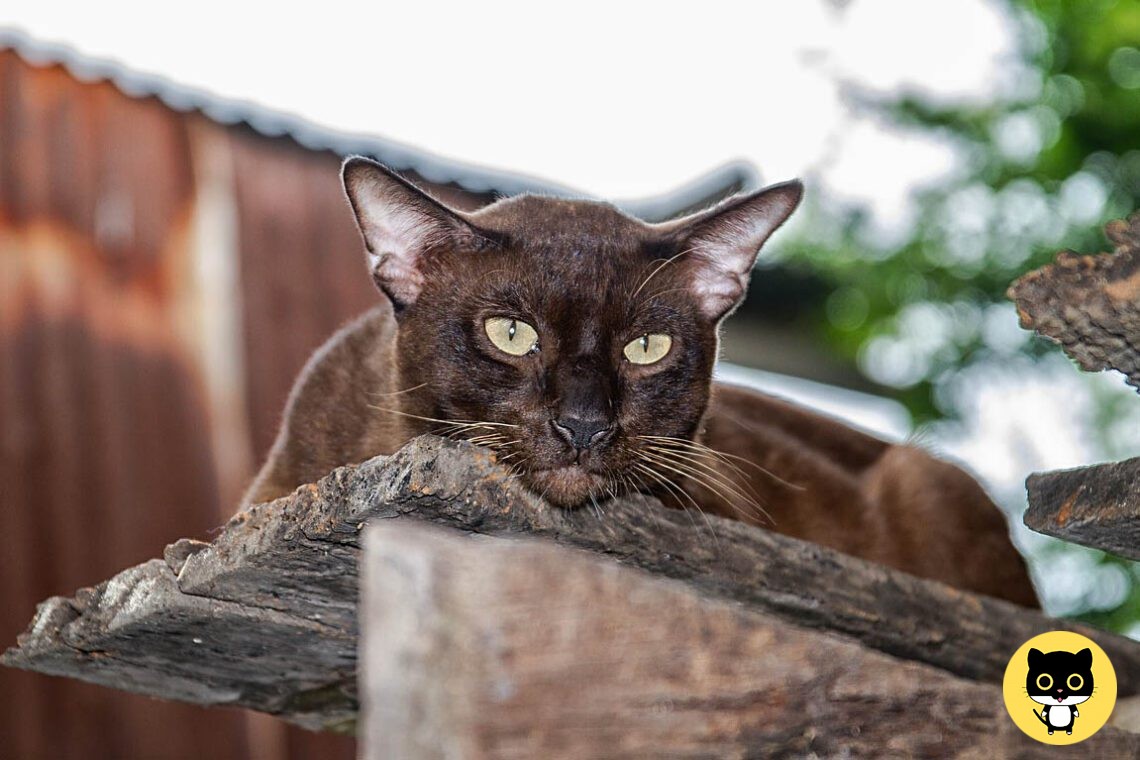 Havana Brown cat breeds - Feed Stray Cats