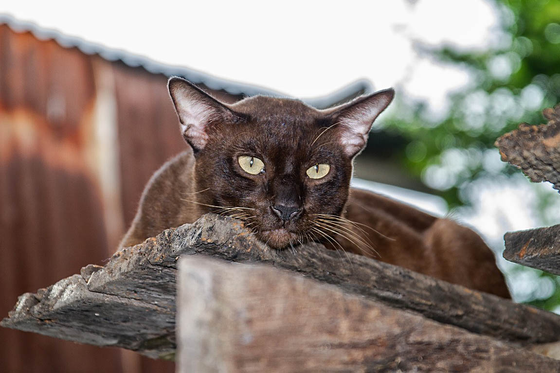 Havana Brown cat breeds - Feed Stray Cats