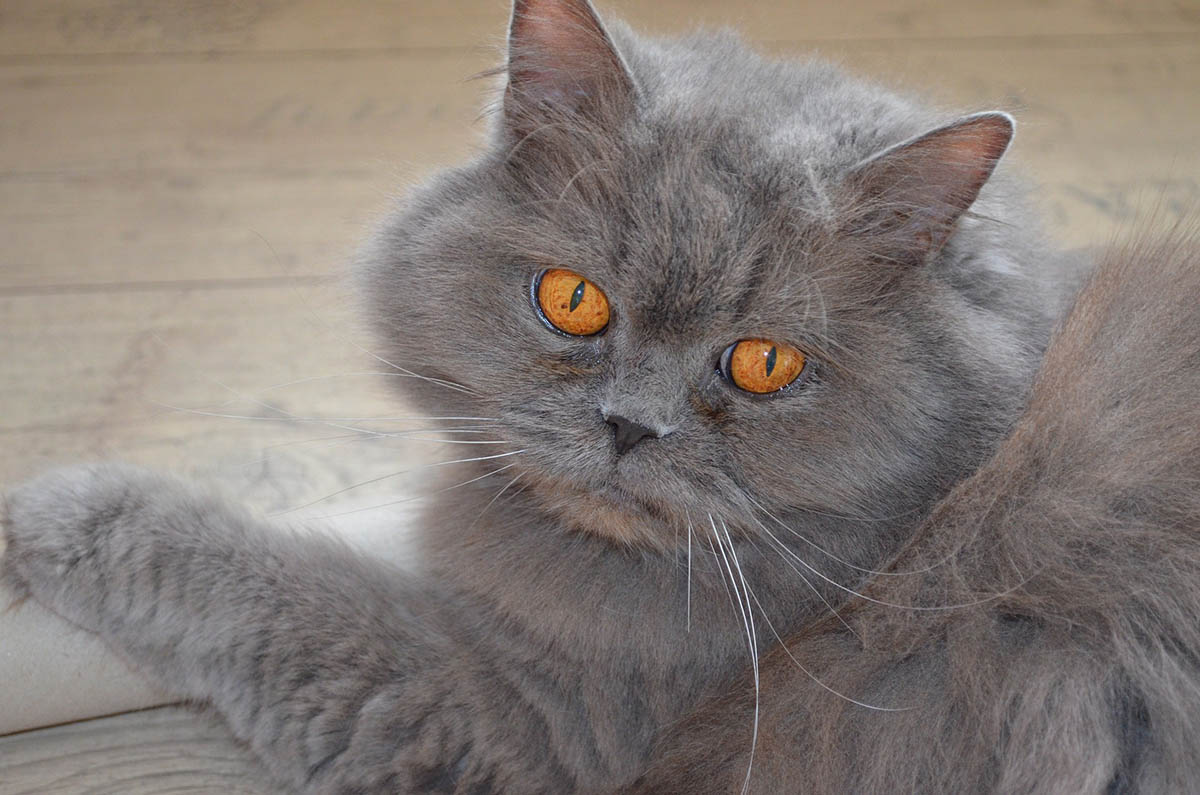 Highlander cat breed - Feed Stray Cats