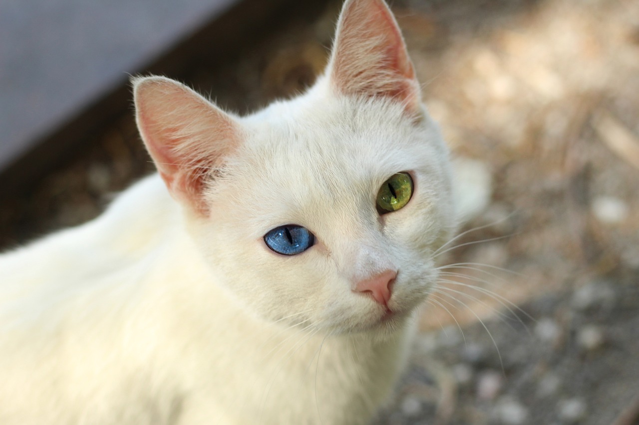 Khao Manee cat breed - Feed Stray Cats