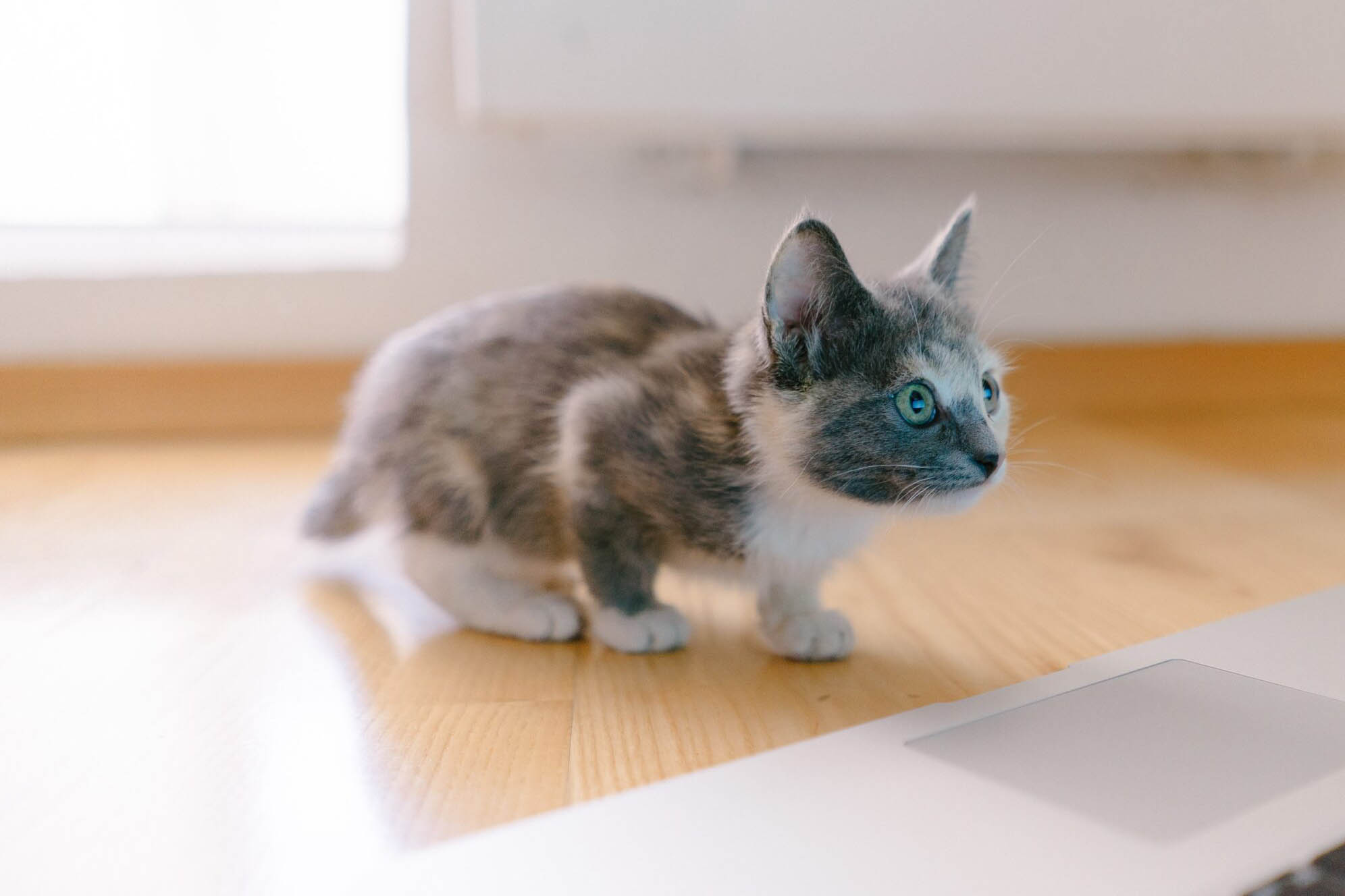 Kinkalow cat breed - Feed Stray Cats