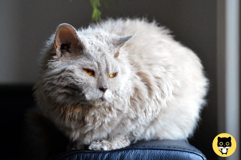 Lambkin cat breed - Feed Stray Cats