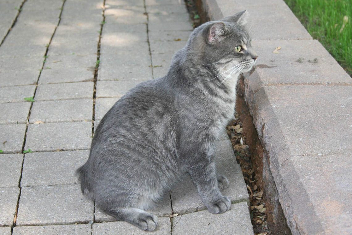 Manx cat breed - Feed Stray Cats