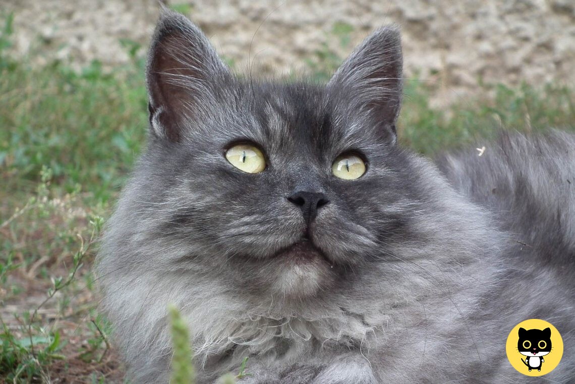 Nebelung cat breed - Feed Stray Cats