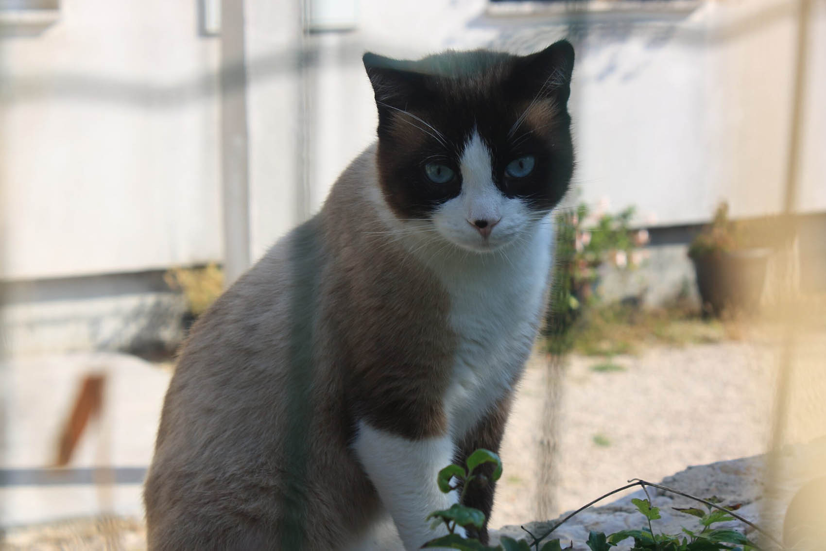Snowshoe cat breed - Feed Stray Cats