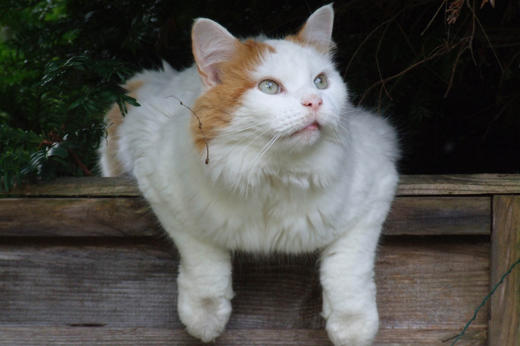 Turkish Van cat breed - Feed Stray Cats