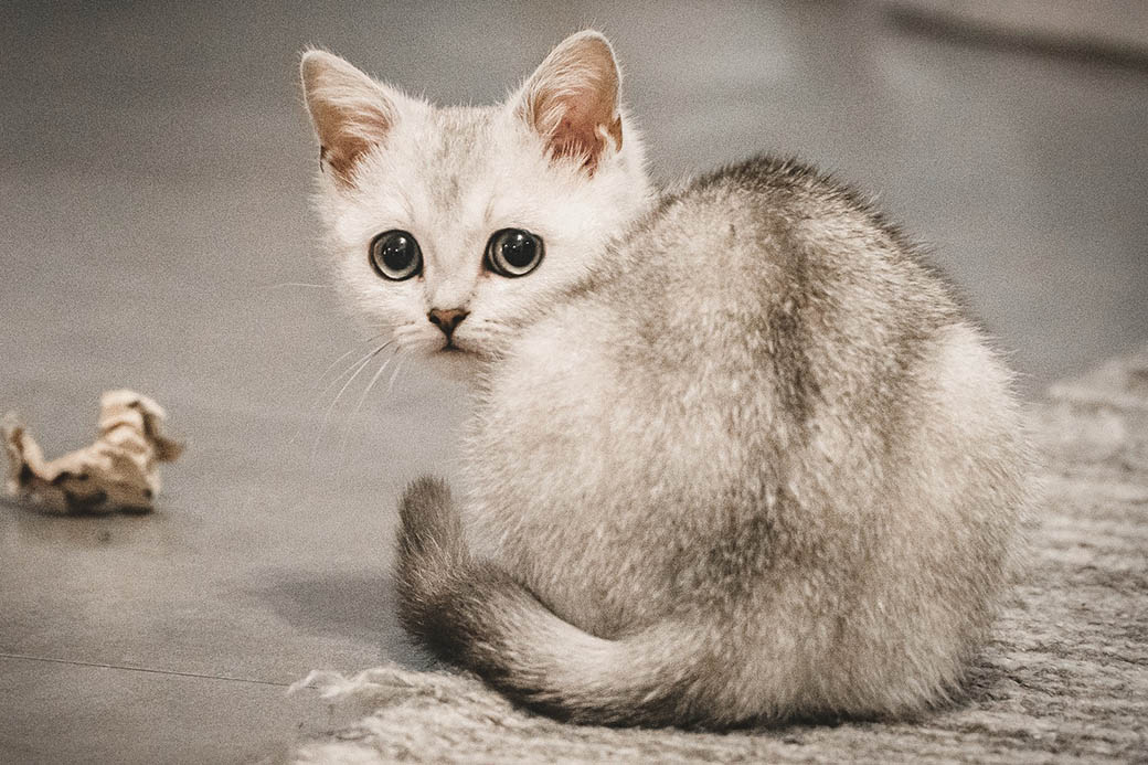 Burmilla cat breed - Feed Stray Cats