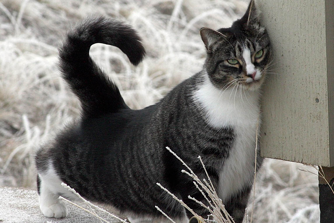 Cat Crying - Feed Stray Cats