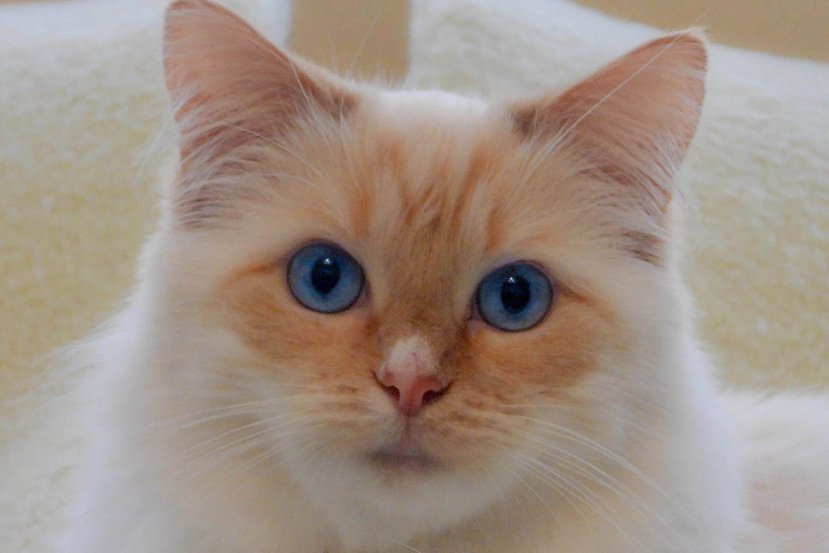 Cat Crying - Feed Stray Cats