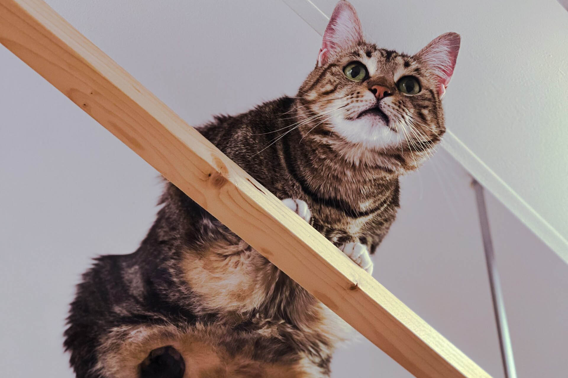 Chausie cat breed - Feed Stray Cats