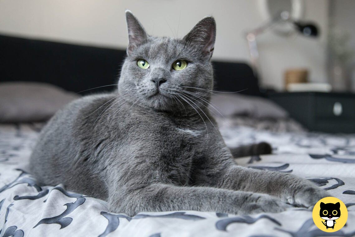 Raas cat breed - Feed Stray Cats